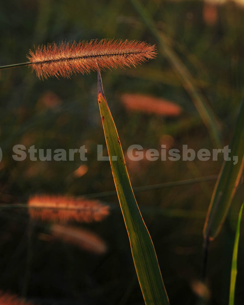 Original Artist's Photographs – Stu Geisbert Arts